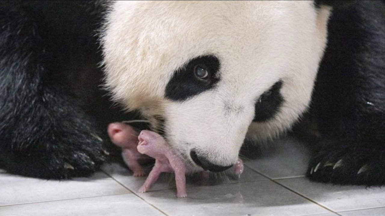 Nacen las primeras crías gemelas de oso panda en Corea del Sur - Canal ...